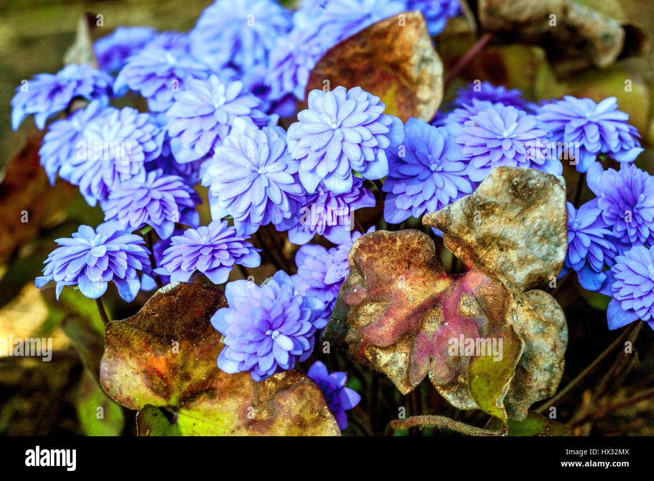 Hepatica nobilis 'Plena', blue hepaticas Stock Photo - Alamy