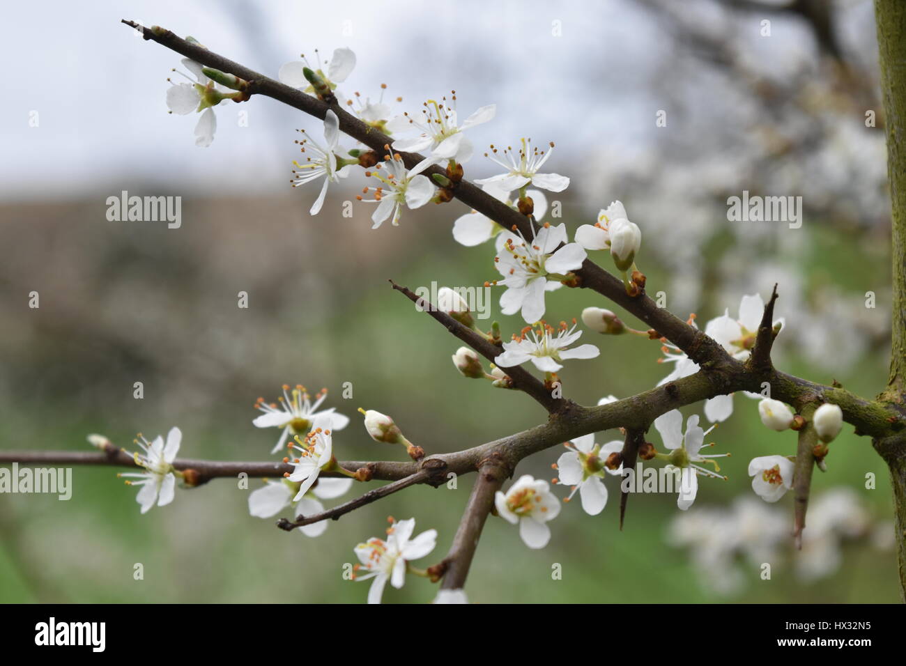 Prunus Spinosa Flower