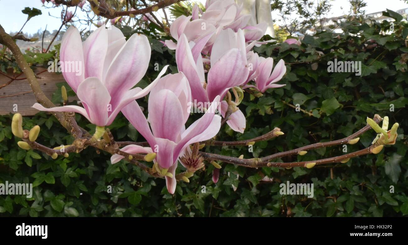 Three petal flower hi-res stock photography and images - Alamy