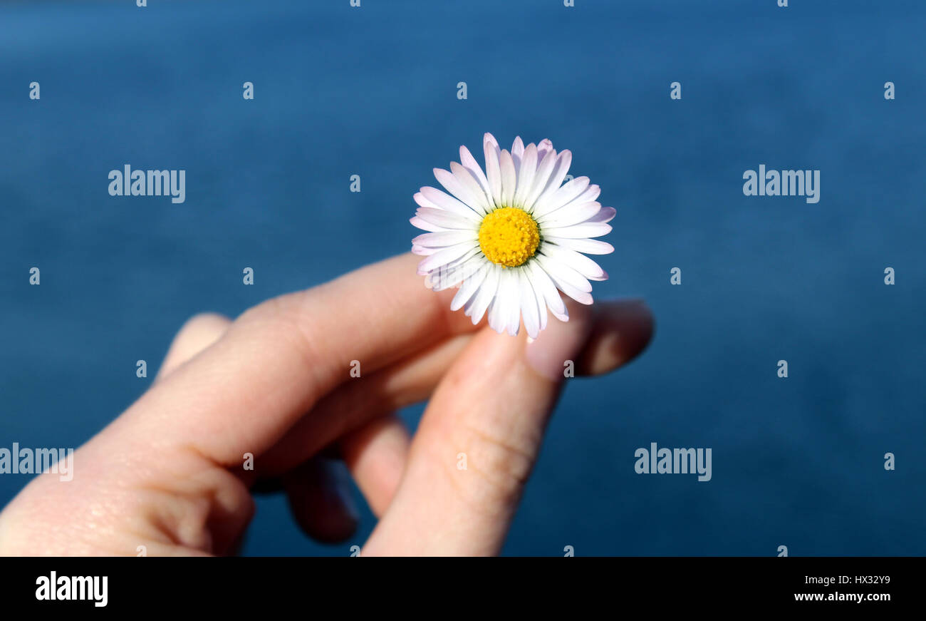 Daisy between woman fingers Stock Photo - Alamy