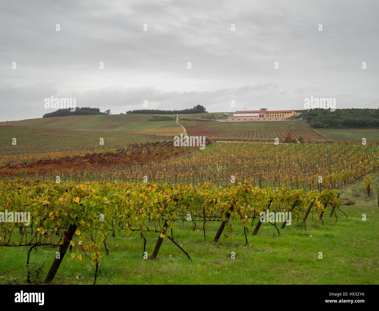 Bairrada vineyards landscape Stock Photo - Alamy