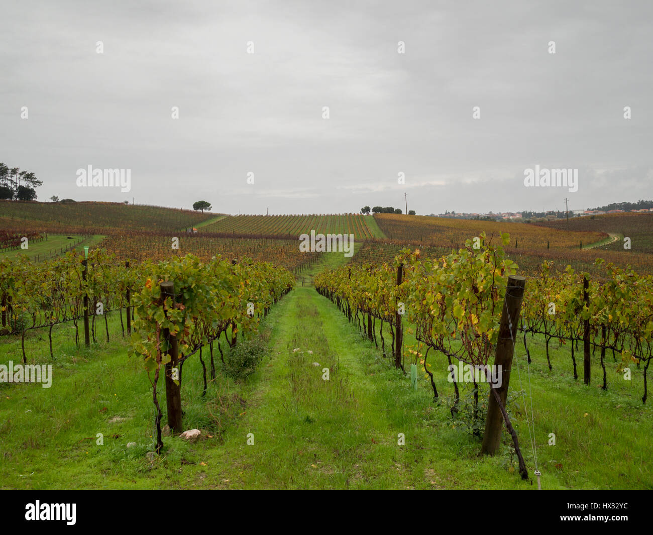 Bairrada vineyards landscape Stock Photo - Alamy