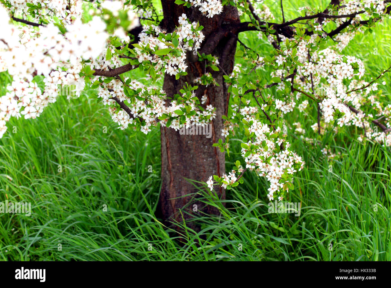 Cherry trunk hi-res stock photography and images - Alamy