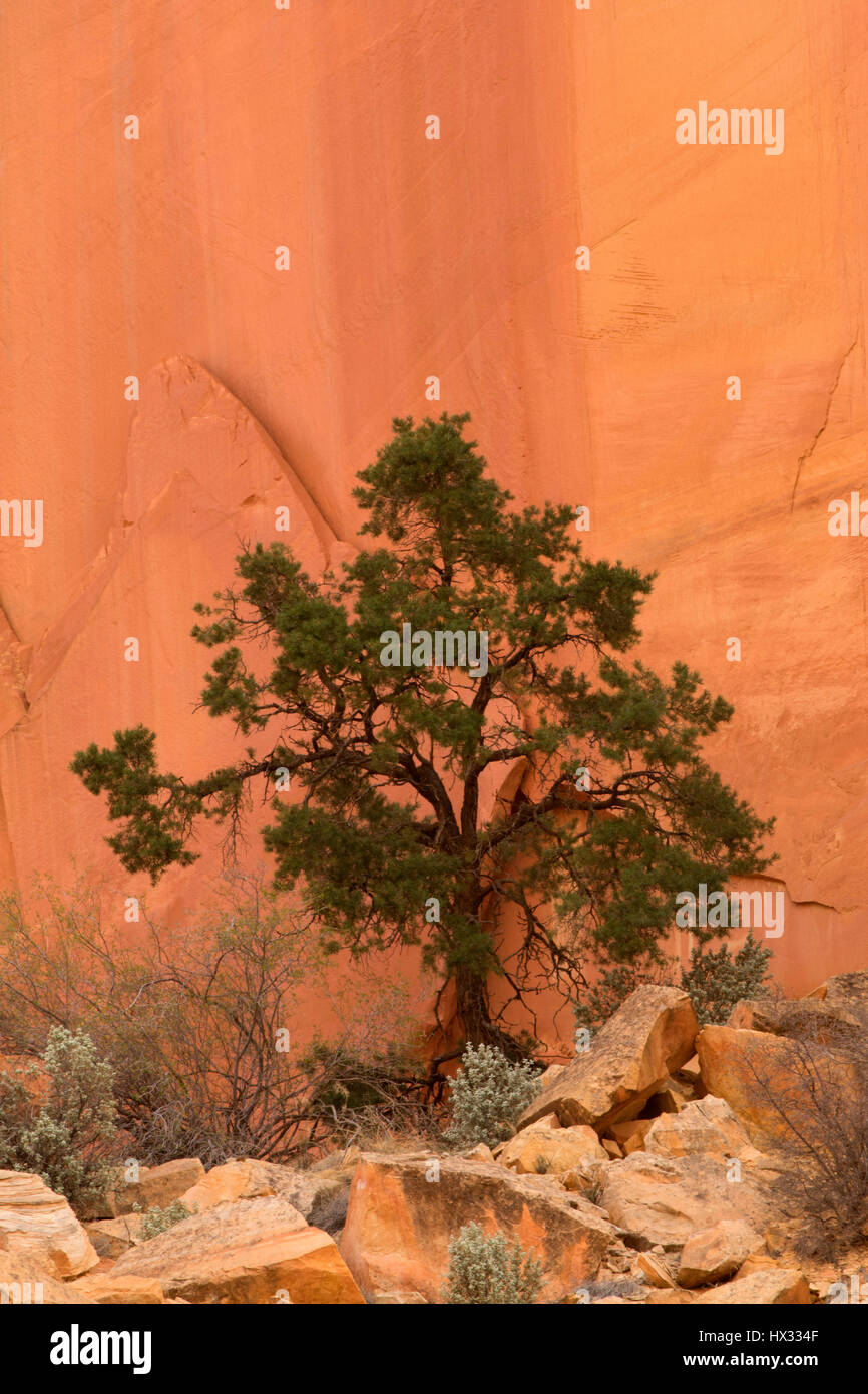 Tapestry Wall with pinyon pine, Capitol Reef National Park, Utah Stock ...