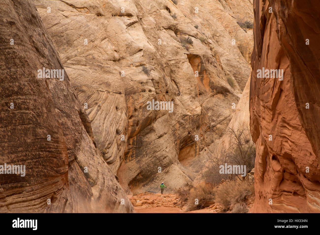 Capitol Gorge, Capitol Reef National Park, Utah Stock Photo - Alamy