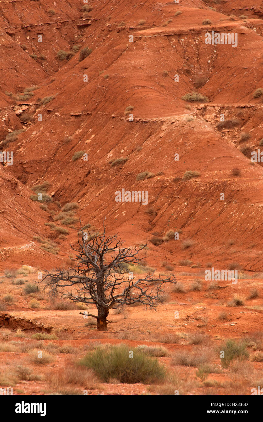 Pinyon pine snag along Chimney Rock Trail, Capitol Reef National Park ...