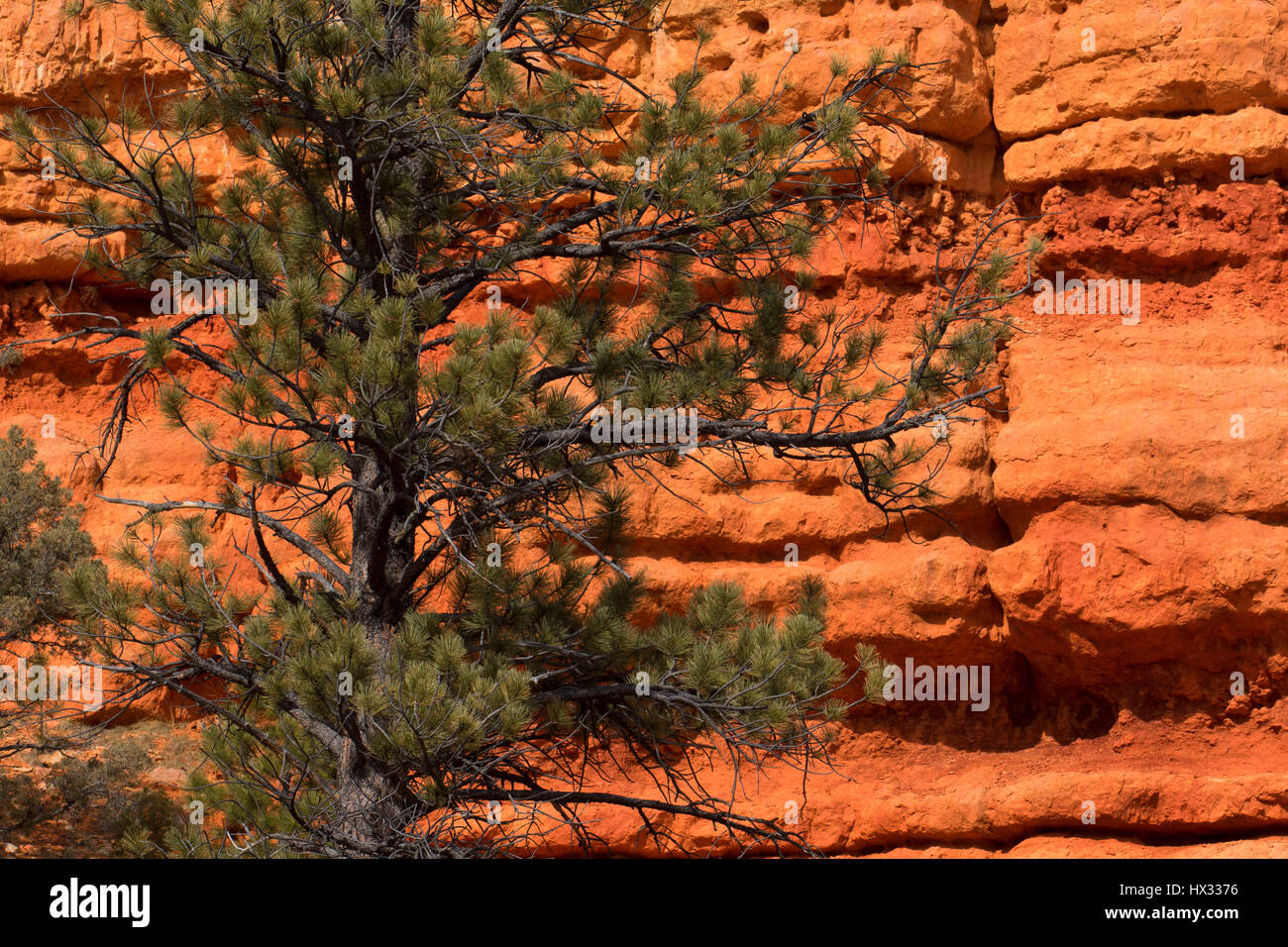 Butch cassidy draw hi-res stock photography and images - Alamy