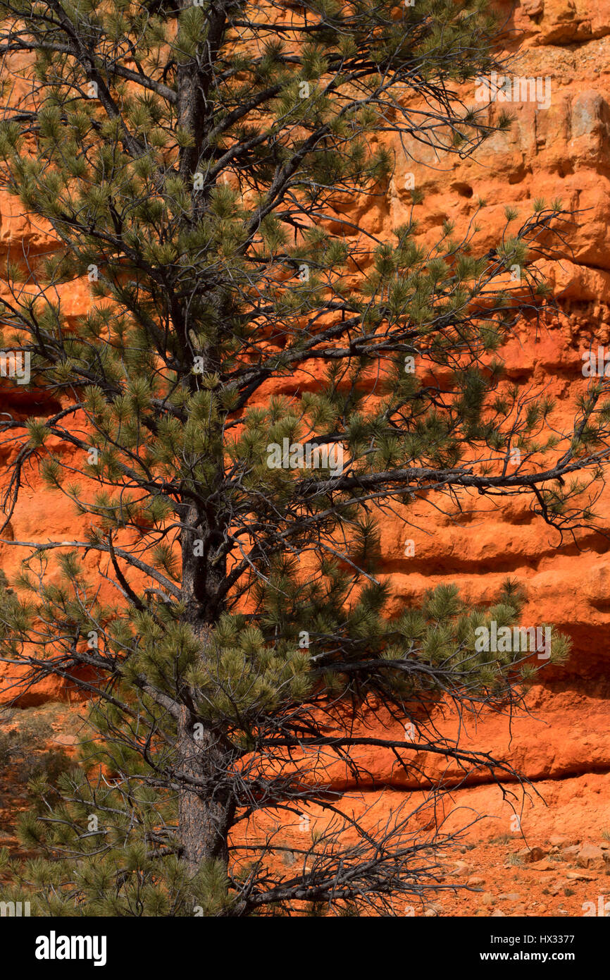 Butch cassidy draw hi-res stock photography and images - Alamy