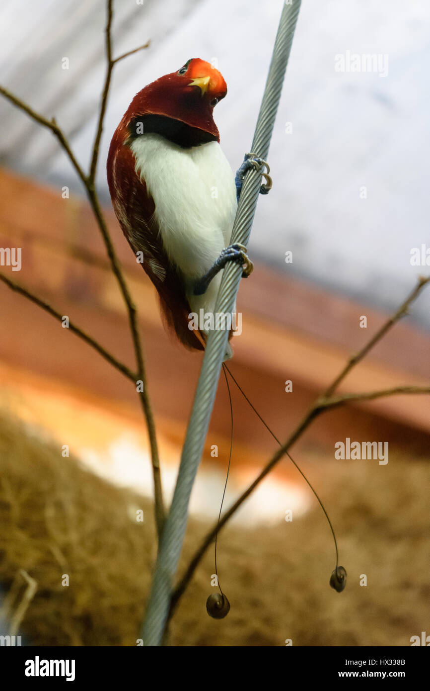The king bird-of-paradise (Cicinnurus regius) is a passerine bird of ...