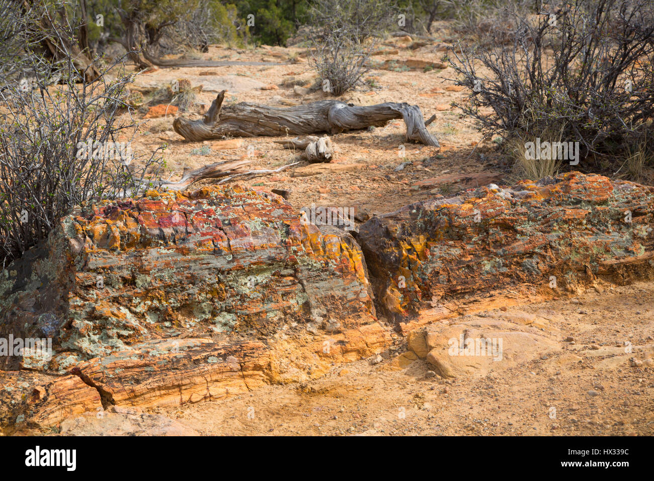 Petrified wood log, Escalante Petrified Forest State Park, Highway 12 ...