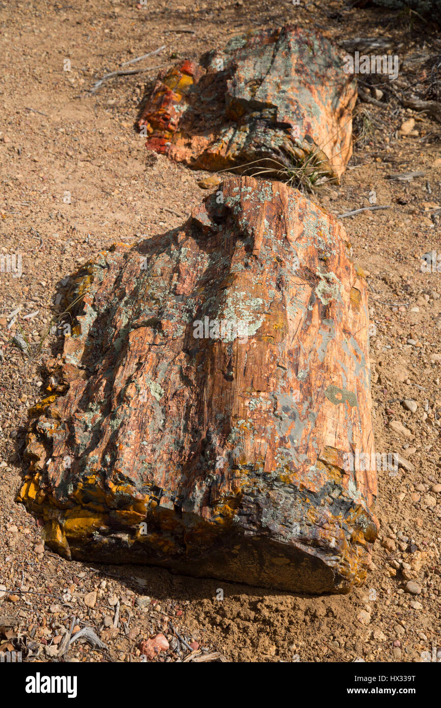 Petrified wood log, Escalante Petrified Forest State Park, Highway 12 ...