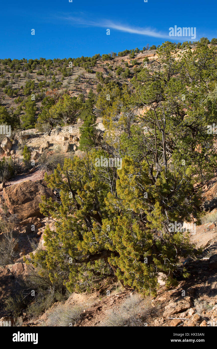 Pinyon juniper hi-res stock photography and images - Alamy