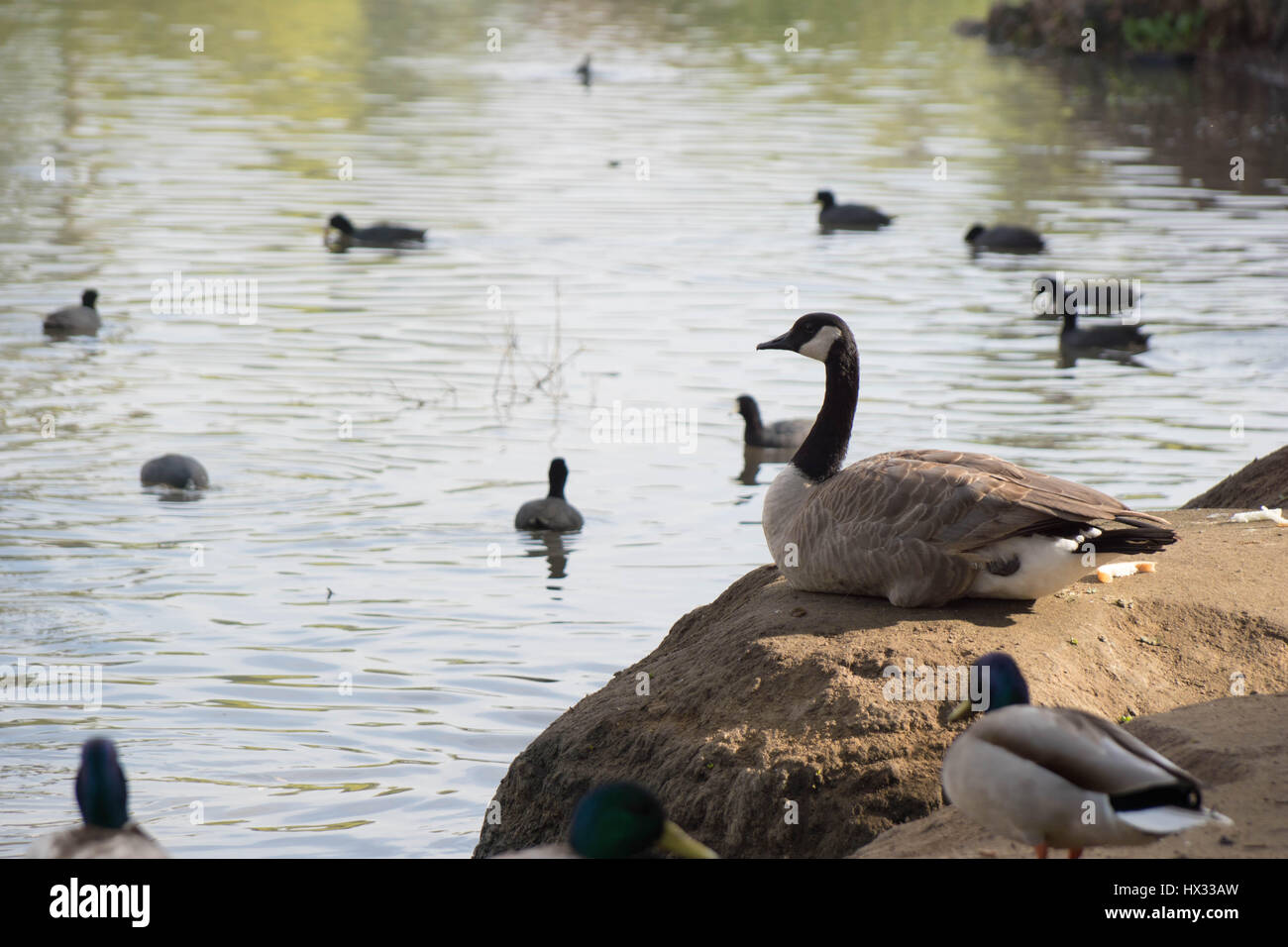 Simple goose hi-res stock photography and images - Alamy