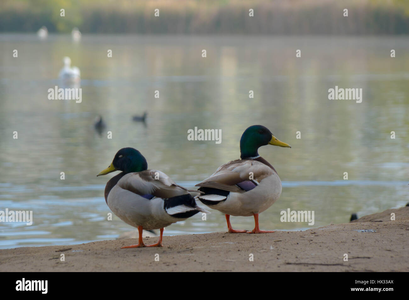 King geese hi-res stock photography and images - Alamy