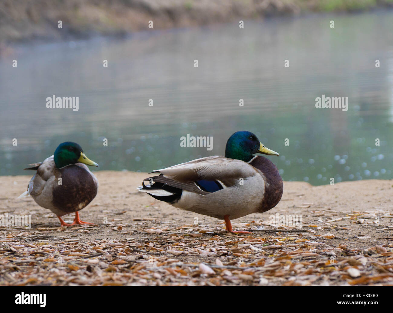 Simple goose hi-res stock photography and images - Alamy