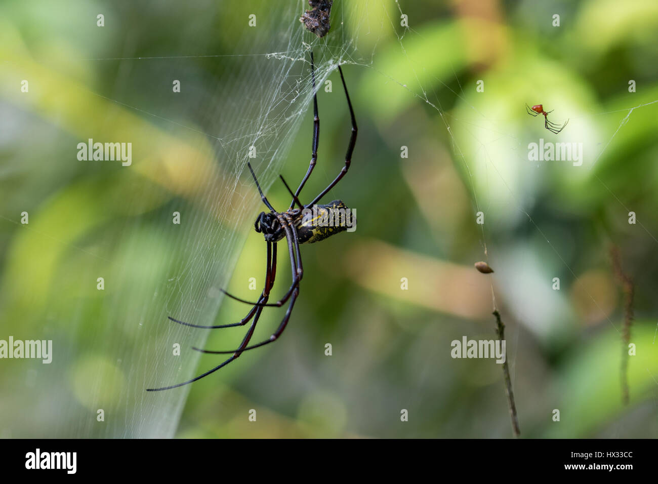 Golden orb spider green hi-res stock photography and images - Alamy