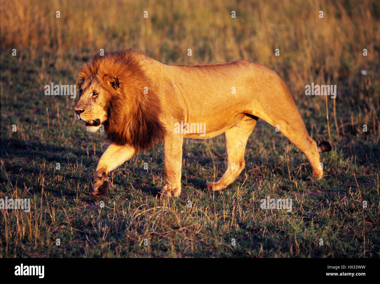 Strolling lion hi-res stock photography and images - Alamy