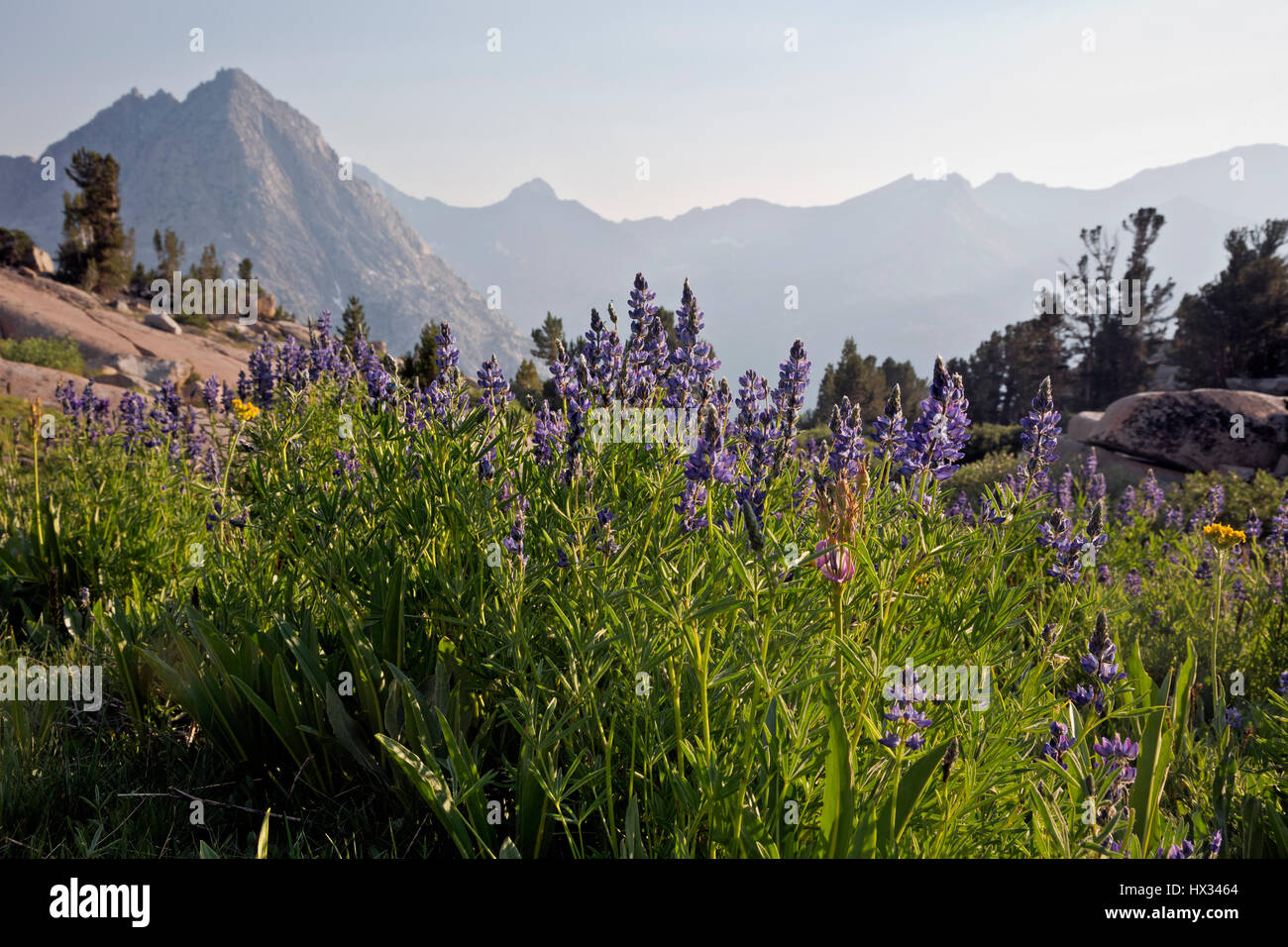 CA03108-00...CALIFORNIA - Lupine blooming on Darwin Bench in Kings ...