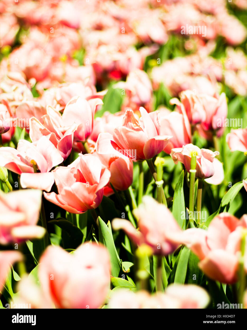Dream of Spring Stock Photo - Alamy