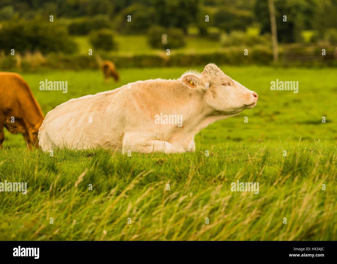 Cow resting in a field near Fore village in Co. Westmeath, Ireland ...