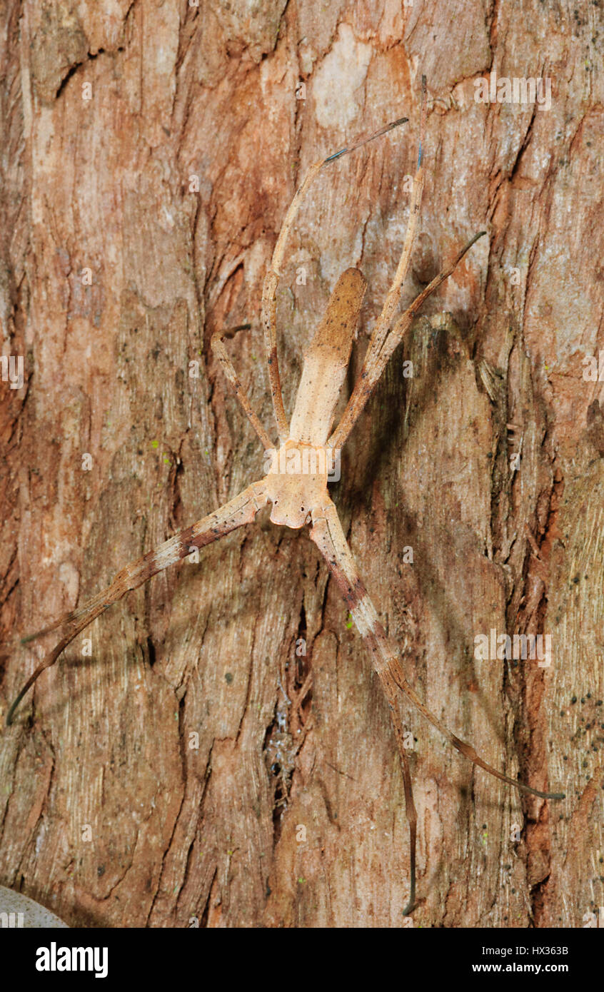 Net-casting Spider (Deinopis subrufa), Lane Cove, New South Wales, NSW ...