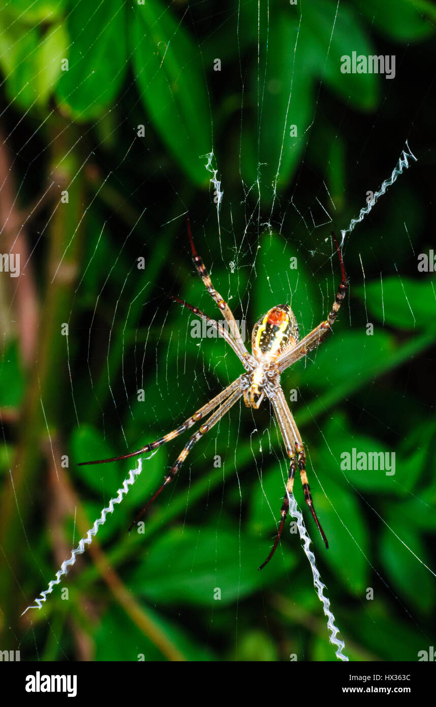 St Andrew's Cross Spider (Argiope keyserlingi), Lane Cove, New South ...