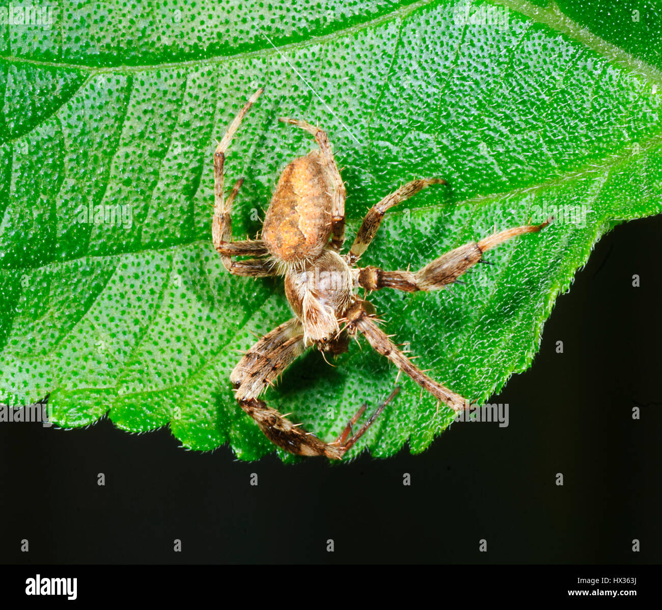 Australian orb weaving spider hi-res stock photography and images - Alamy