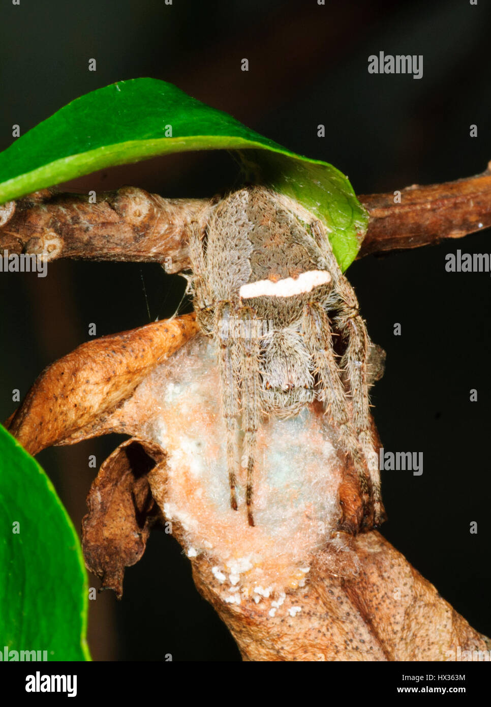 Orb-weaving Spider or Orb Weaver (Araneus sp.) guarding its egg sac ...