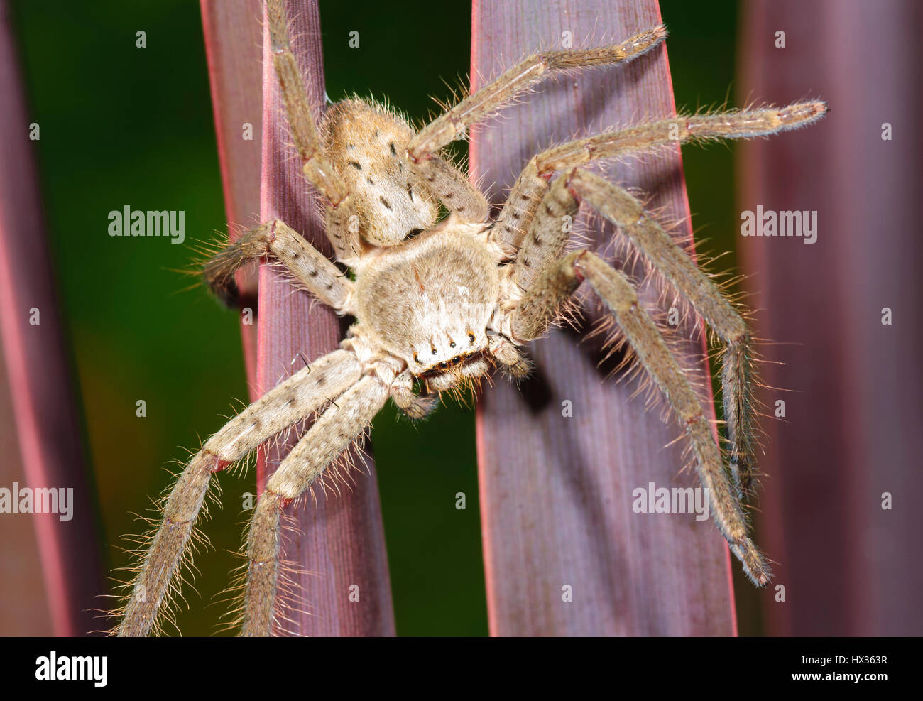 Details of a Huntsman Spider (Holconia sp.) resting on foliage, New ...