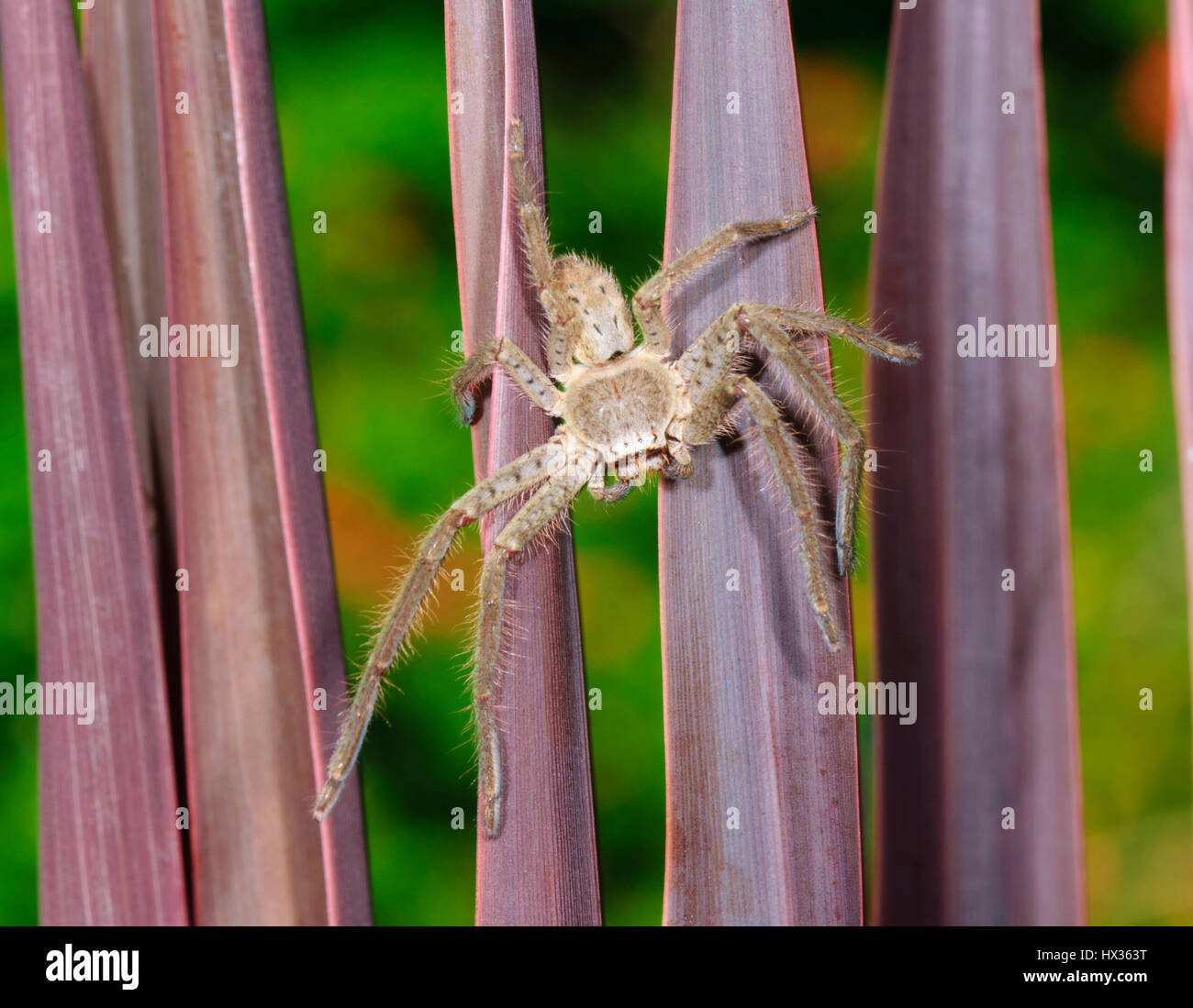 Huntsman Spider (Holconia sp.) resting on foliage, New South Wales, NSW ...