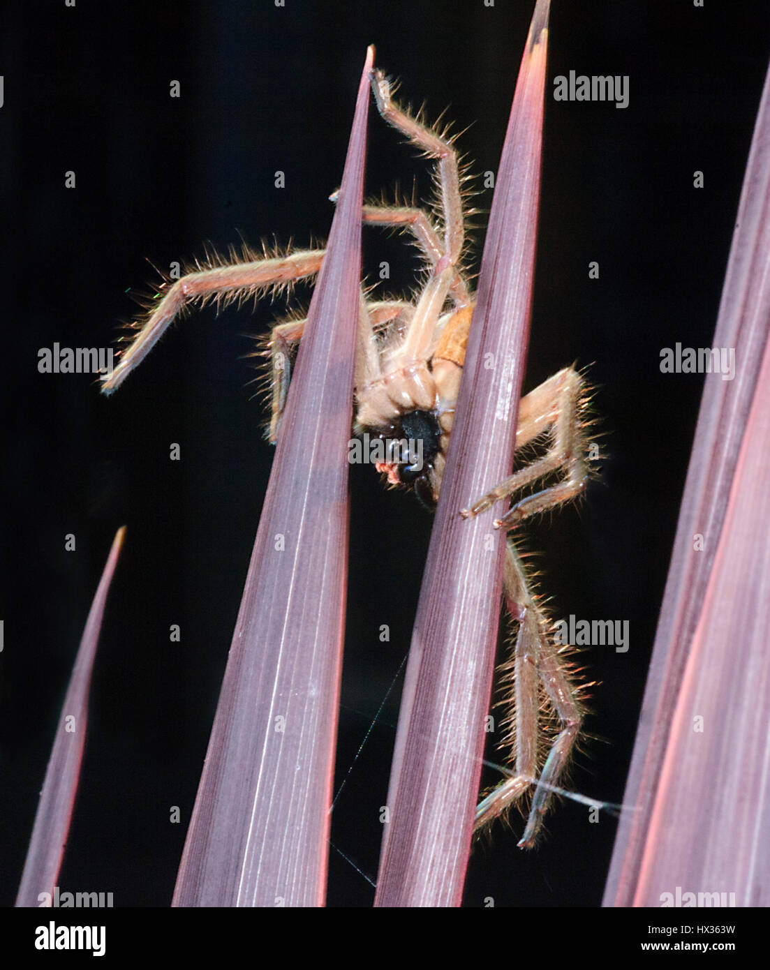 Underside view of a Huntsman Spider (Holconia sp.) on foliage, New ...