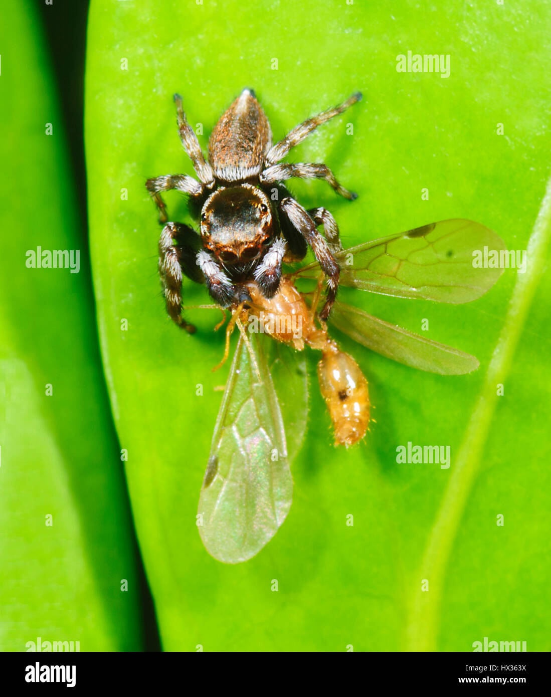 Maratus Scutulatus High Resolution Stock Photography and Images - Alamy