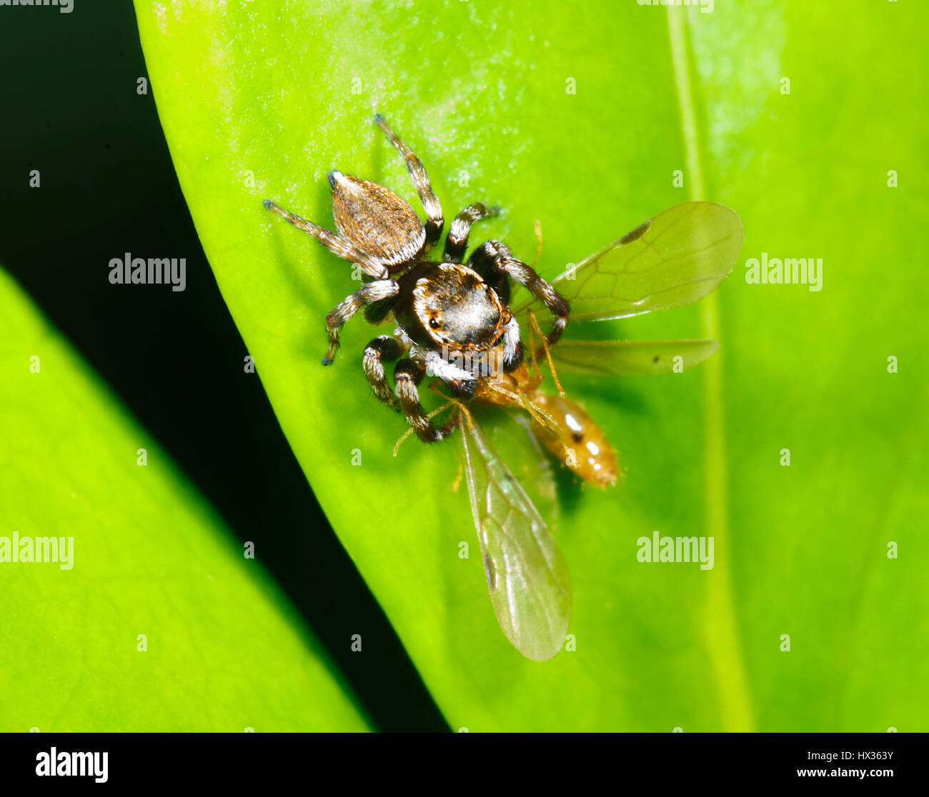 Male Jumping Spider (Maratus scutulatus, also called Hypoblemum ...