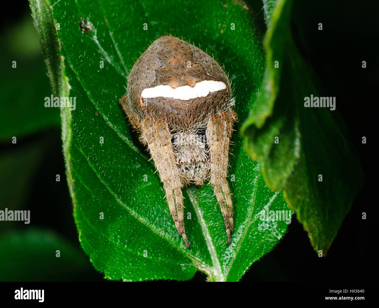 Australian orb weaving spider hi-res stock photography and images - Alamy