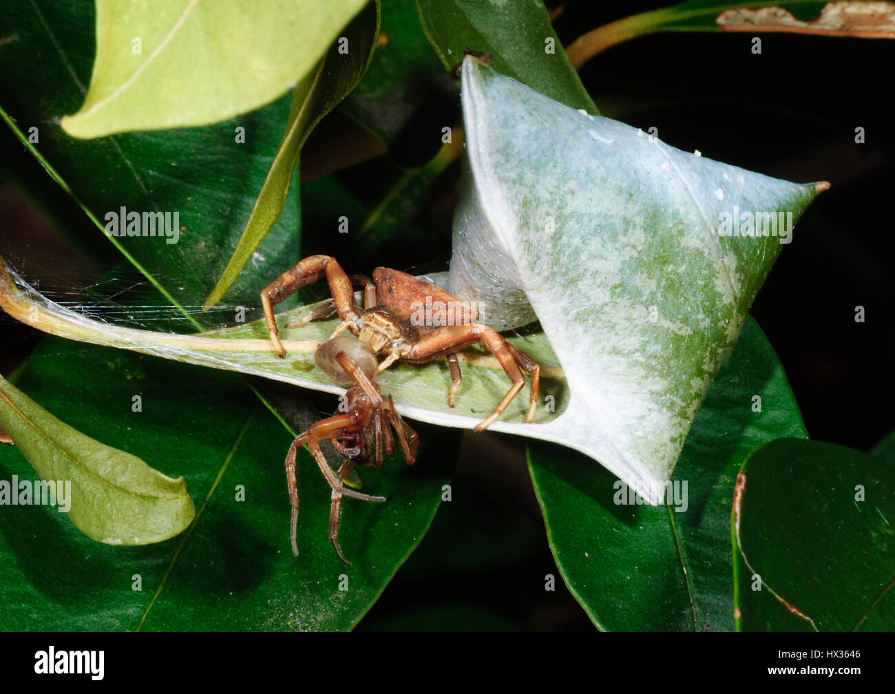 Australian crab hi-res stock photography and images - Alamy