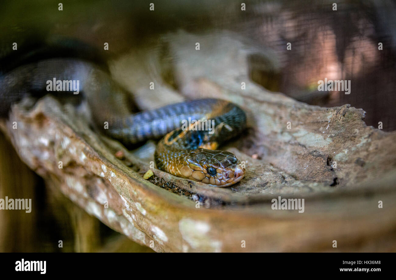 Common brown snake (Pseudonaja textilis), captive, deposits Australia ...