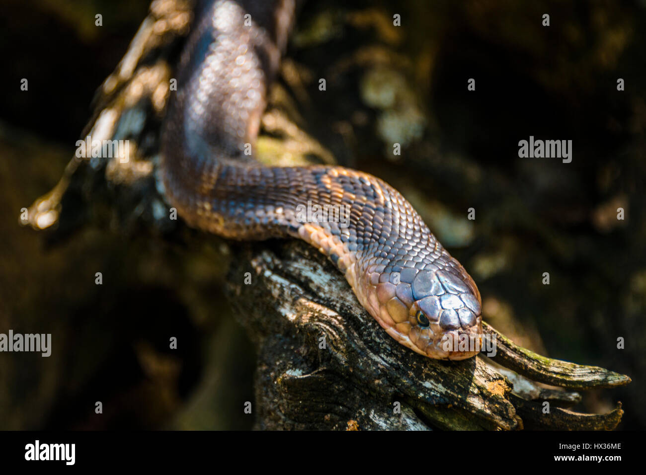 Eastern brown snake hi-res stock photography and images - Alamy