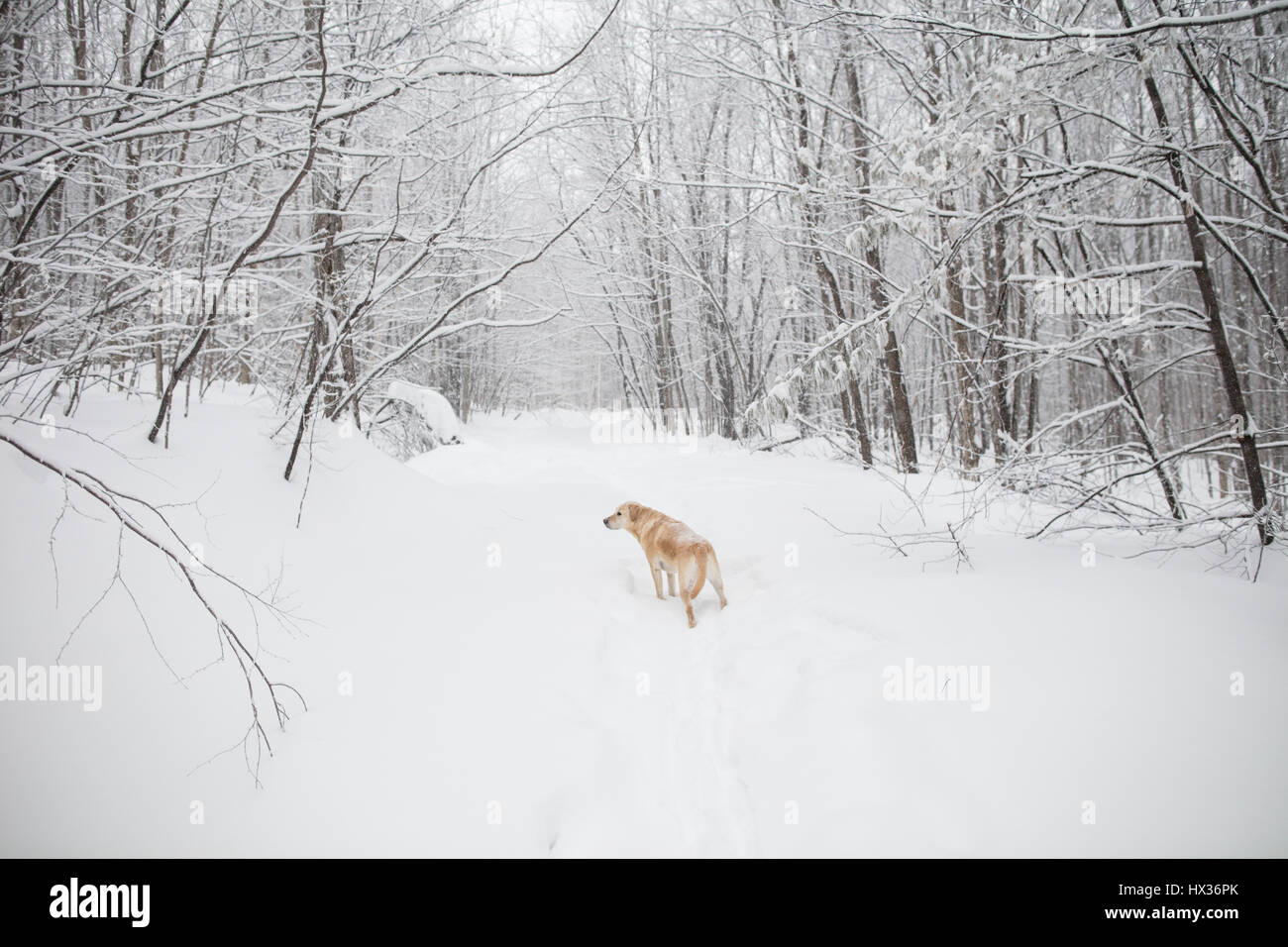 A Yellow Labrador Retriever (yellow lab) dog walks in the snow during a ...