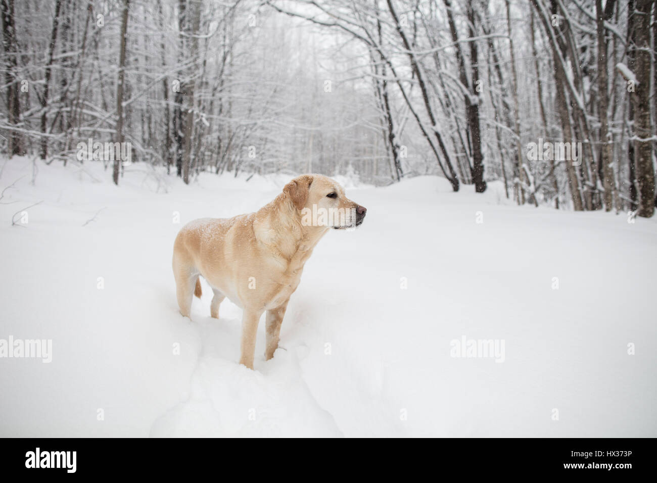 A Yellow Labrador Retriever (yellow lab) dog walks in the snow during a ...