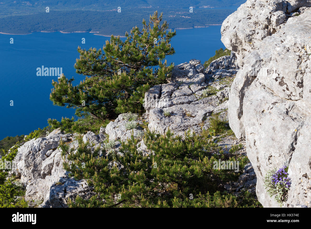 Croatia natural vegetation hi-res stock photography and images - Alamy
