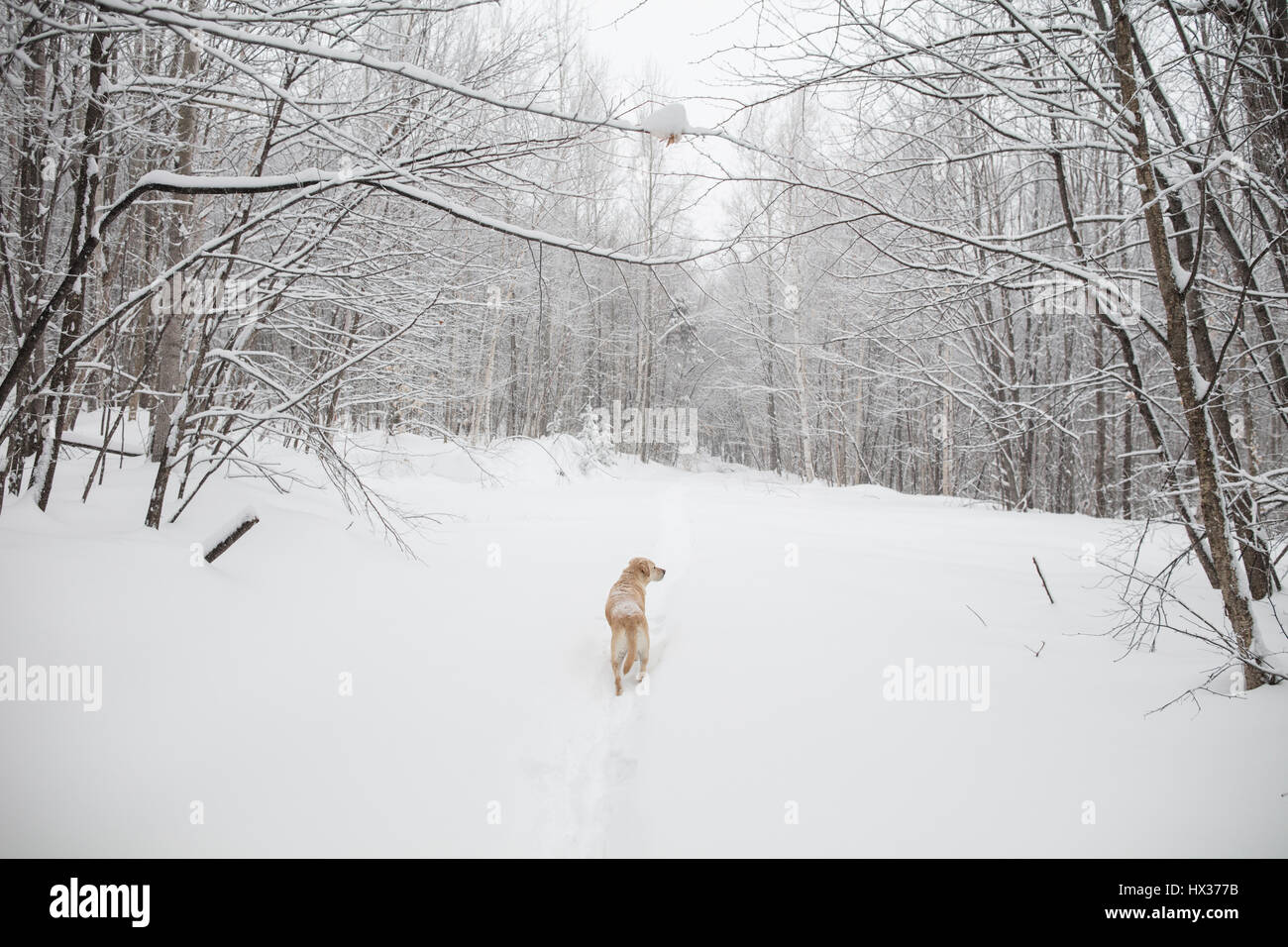 A Yellow Labrador Retriever (yellow lab) dog walks in the snow during a ...
