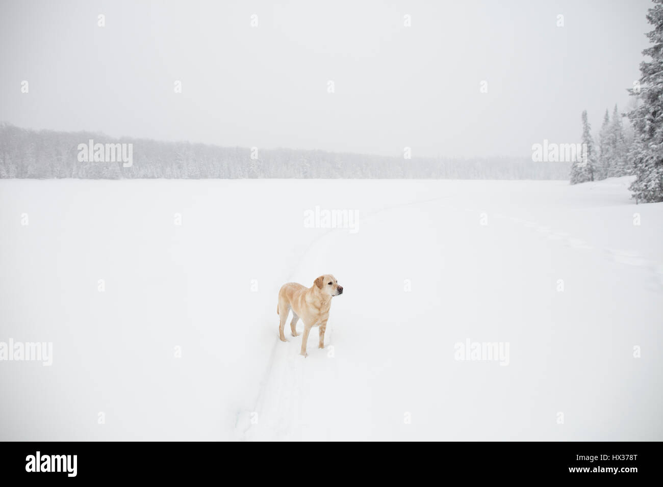 A Yellow Labrador Retriever (yellow lab) dog walks in the snow during a ...