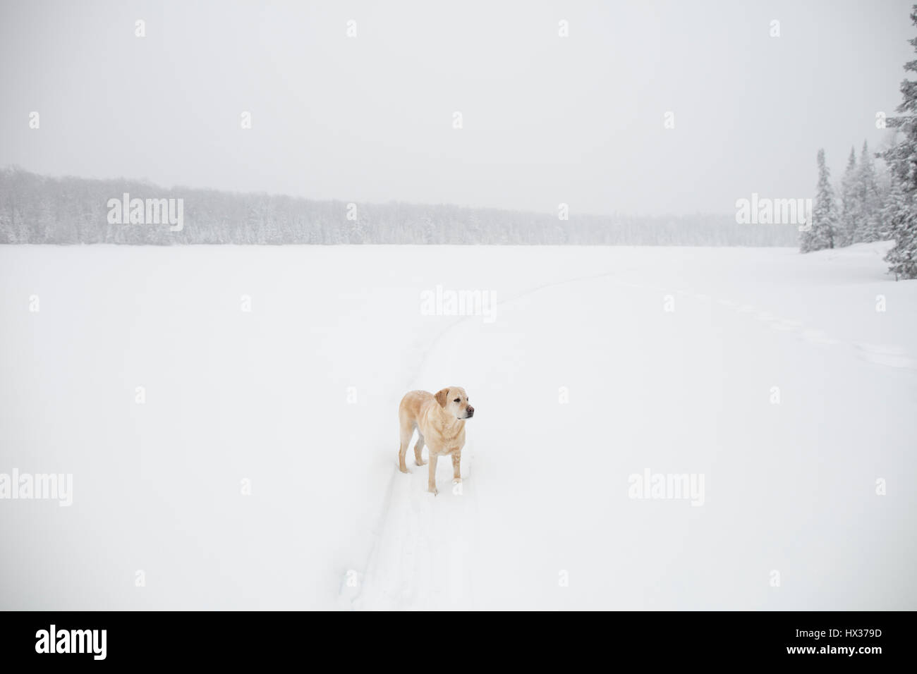 A Yellow Labrador Retriever (yellow lab) dog walks in the snow during a ...