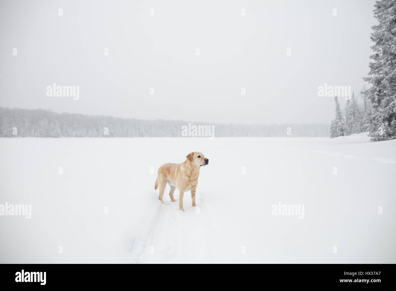 A Yellow Labrador Retriever (yellow lab) dog walks in the snow during a ...