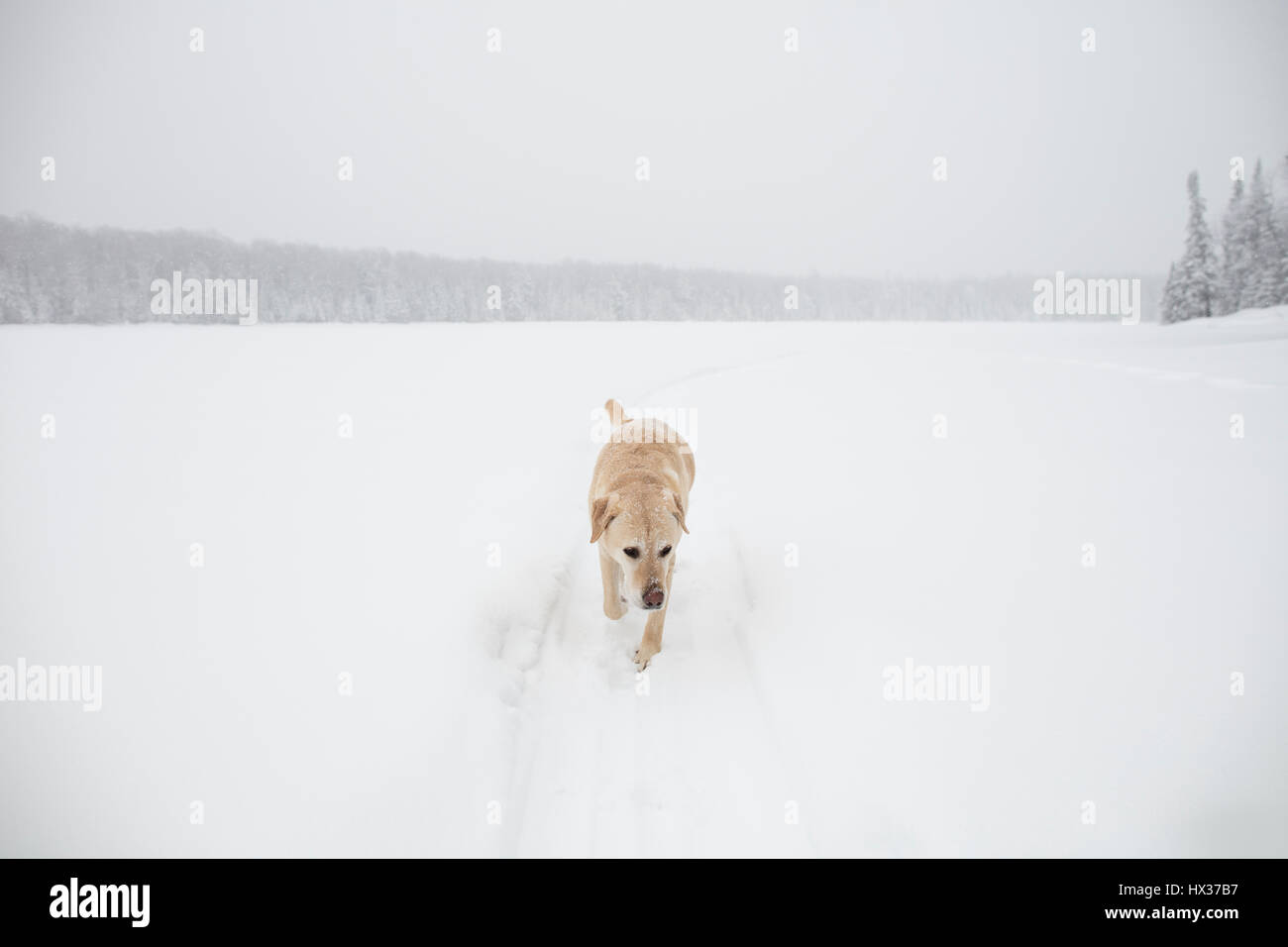 A Yellow Labrador Retriever (yellow lab) dog walks in the snow during a ...
