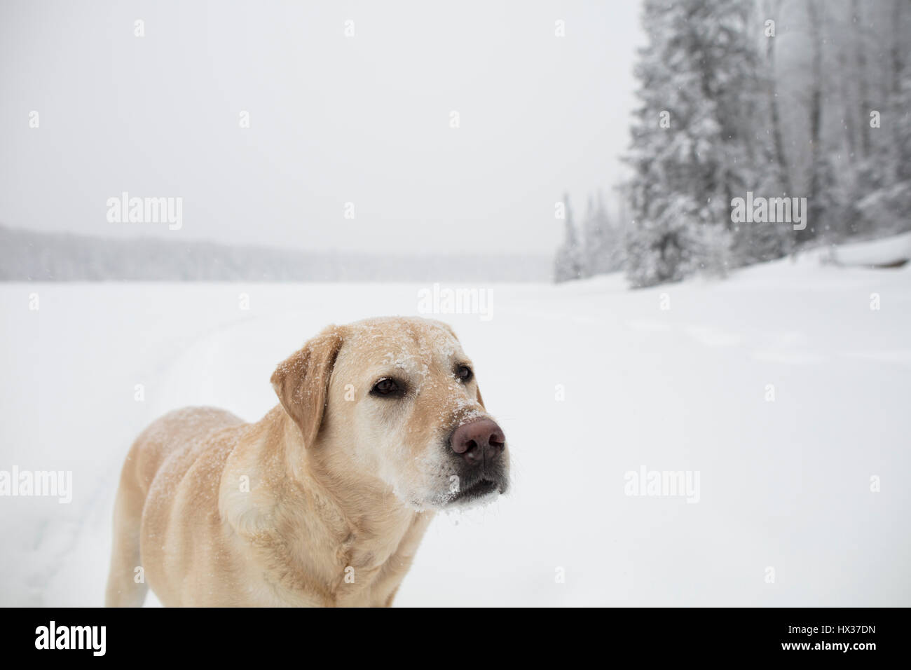 A Yellow Labrador Retriever (yellow lab) dog walks in the snow during a ...