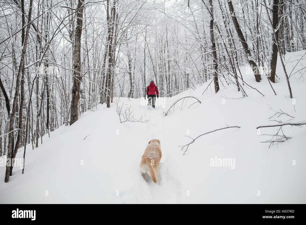 Canada labrador retriever hi-res stock photography and images - Alamy