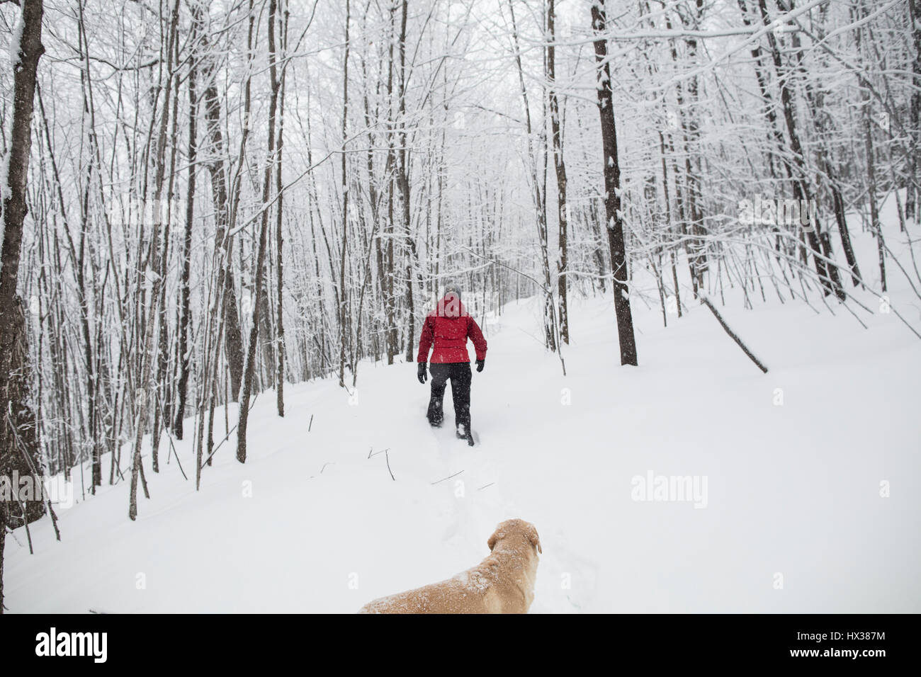A lady snowshoes with her Yellow Labrador Retriever (yellow lab) dog ...