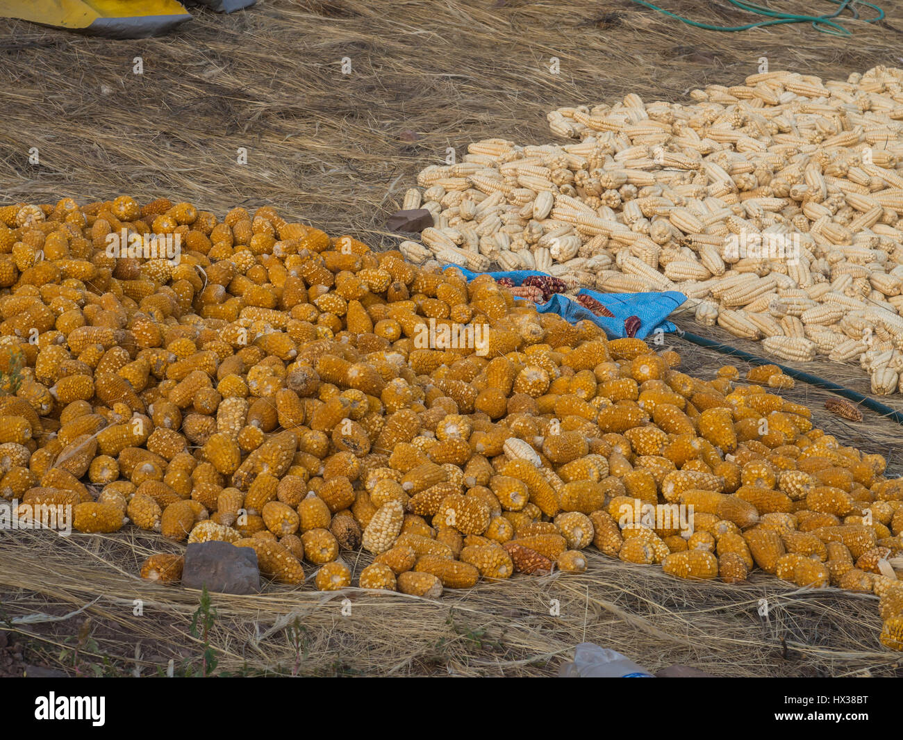 Dried, various color corn laying on the field. Pisac, Peru Stock Photo ...