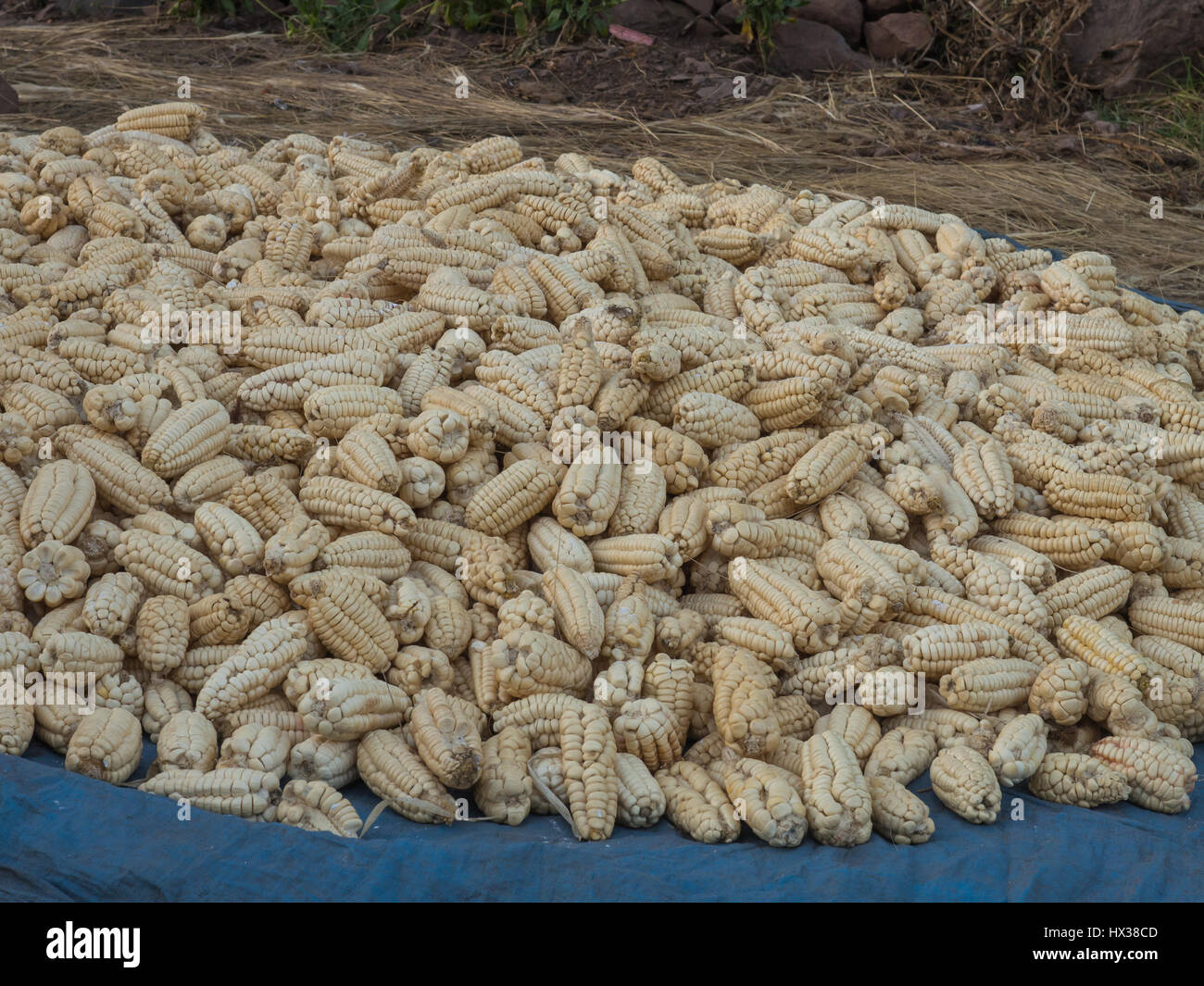 Dried corn laying on the field. Pisac, Peru Stock Photo - Alamy